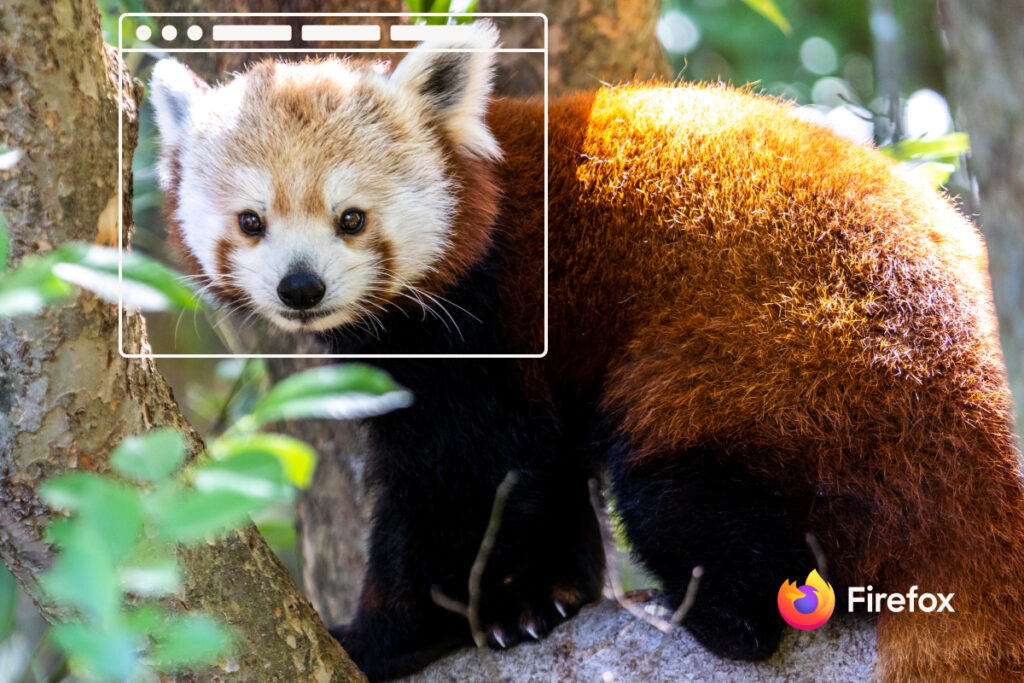 Firefox IRL: Meet Rose and Ruby, Zoo Atlanta’s red panda sisters