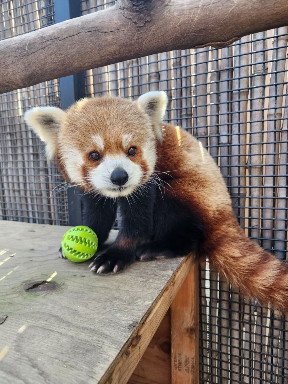 Firefox IRL: Meet Amaya, Basu, Takeo and Pili, Sacramento Zoo’s ...
